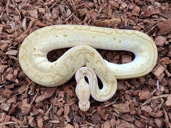 Hurricane Lesser Pin Clown Ball Python by Bobs Balls