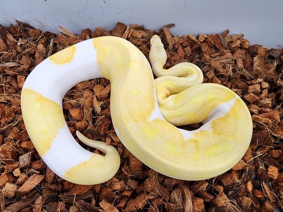 Albino Pied Ball Python by Bobs Balls