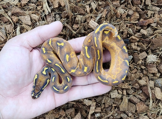 Black Pastel Enchi Freeway Ball Python by Bobs Balls