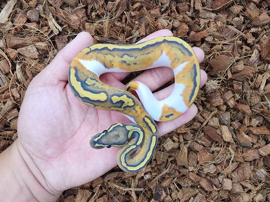 Hypo Pied Ball Python by Bobs Balls