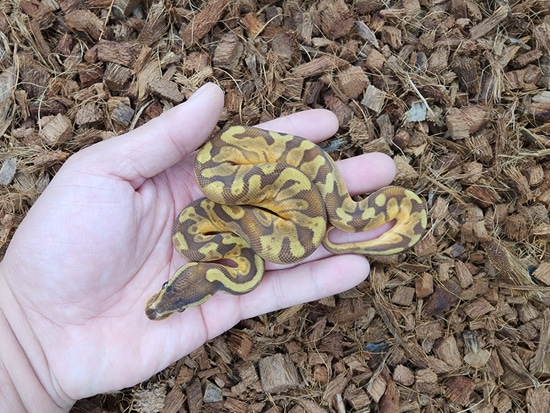 Enchi Sunset Ball Python by Bobs Balls