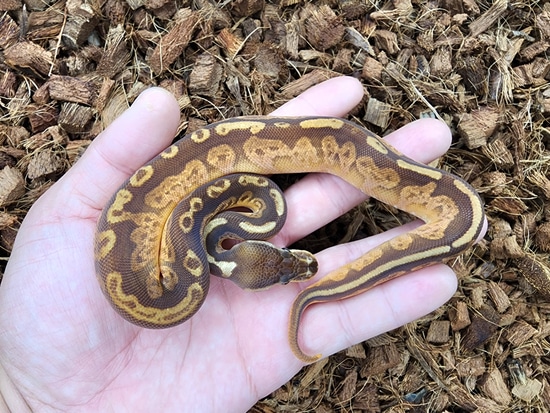 Cinnamon Enchi Sunset Ball Python by Bobs Balls