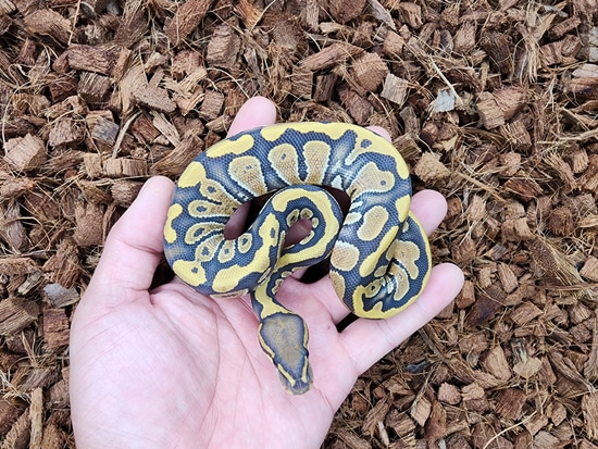 Hypo Het Dg Ball Python by Bobs Balls