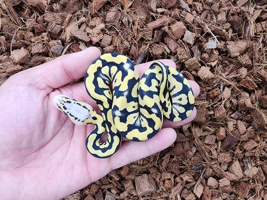 Pastel Dg Cryptic Ball Python by Bobs Balls