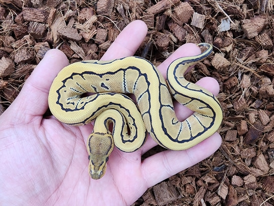 Pinstripe Dg Het Cryptic Ball Python by Bobs Balls