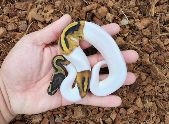 Pied Het Vpi Axanthic Ball Python by Bobs Balls
