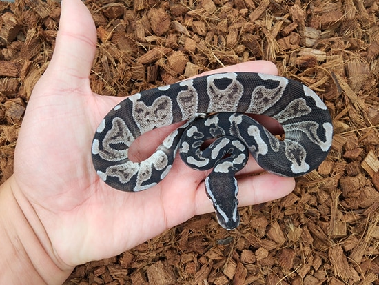 Ghi Vpi Axanthic 66% Ph Pied Ball Python by Bobs Balls