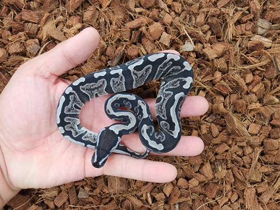 Ghi Vpi Axanthic 66% Ph Pied Ball Python by Bobs Balls