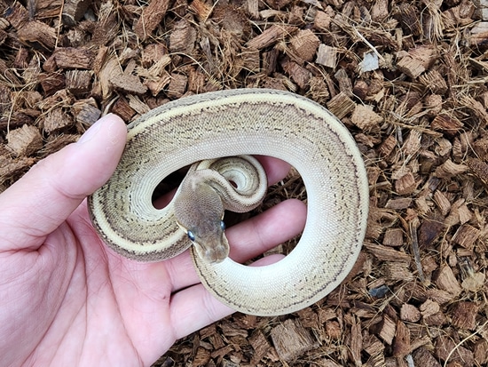 Cinnamon Bongo Pinstripe Het Vpi Axanthic Ball Python by Bobs Balls