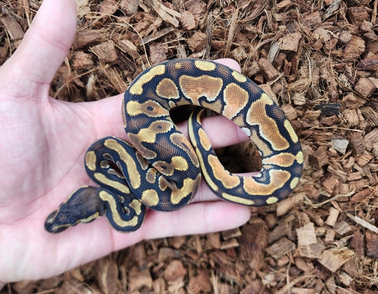 Cinnamon Enchi Het Sunset Ball Python by Bobs Balls