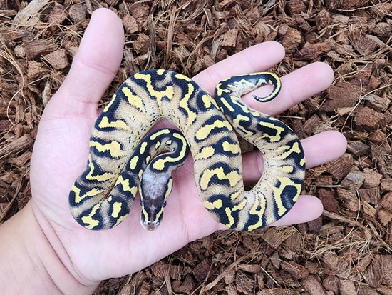 Pastel Super Asphalt Ball Python by Bobs Balls
