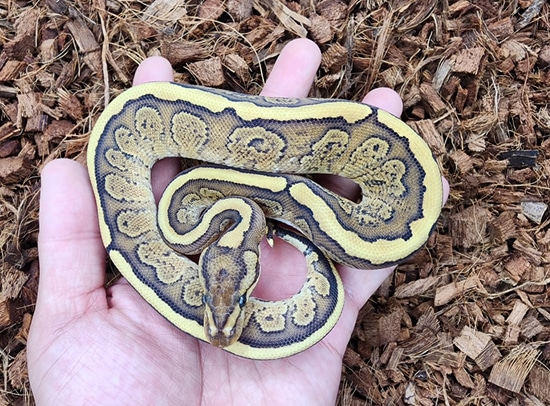 Redstripe Cypress Honey Ball Python by Bobs Balls