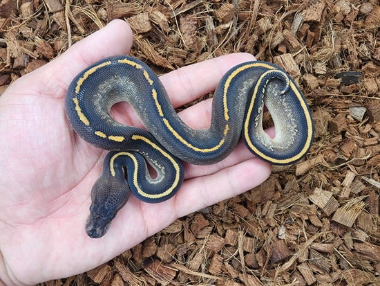 Black Pastel Cinder Mahogany Yb Ball Python by Bobs Balls