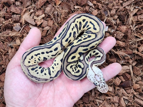 Pastel Leopard Spotnose Clown Ball Python by Bobs Balls