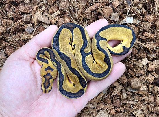Enchi Black Lace Clown Ball Python by Bobs Balls