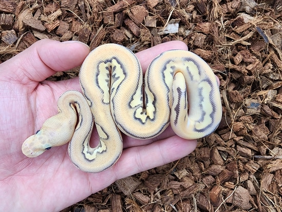 Od Cypress Fire Yb Mojave Clown Ball Python by Bobs Balls