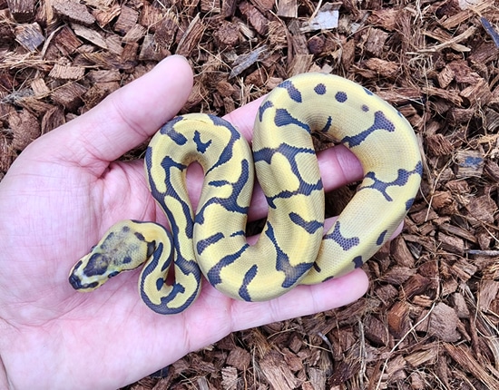 Super Enchi Confusion Hypo Ball Python by Bobs Balls
