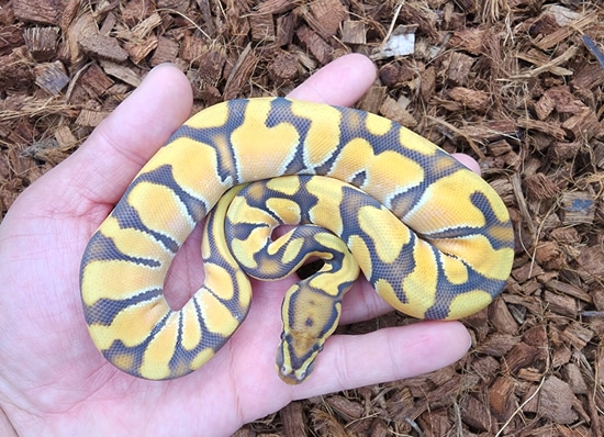 Super Od Enchi Hypo Ball Python by Bobs Balls