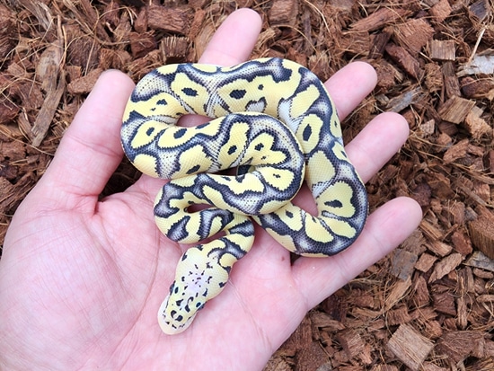 Pastel Desert Ghost Clown Het Vpi Axanthic Ball Python by Bobs Balls