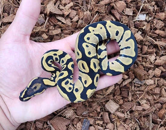 Leopard Dg Het Clown Ball Python by Bobs Balls