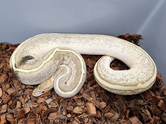 Enchi Pin Cypress Freeway Ball Python by Bobs Balls