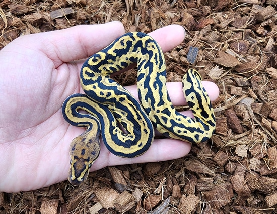 Redhead Leopard Spotnose Het Clown Ball Python by Bobs Balls