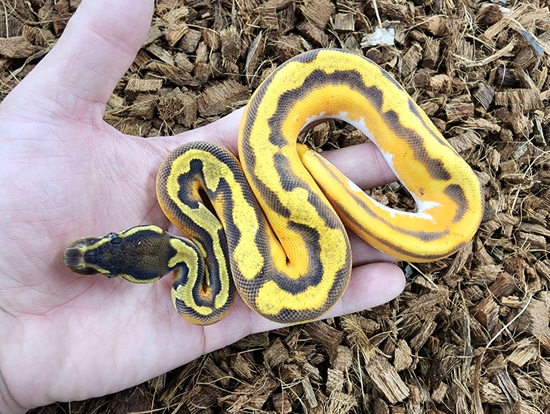 Od Blackhead Enchi Yb Pied Het Hypo Ball Python by Bobs Balls
