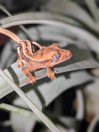 Reptile Relief Fund Auction Unsexed Lilly White Crested Gecko by Bobs Balls