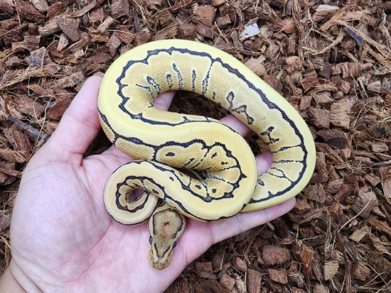 Yb Pin Dg Het Cryptic Ball Python by Bobs Balls