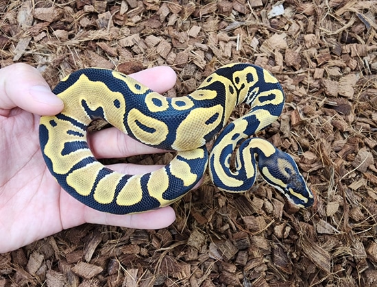 Leopard Dg Het Clown Ball Python by Bobs Balls