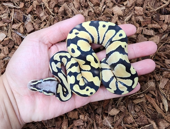 Pastel Dg Het Vpi Axanthic Ball Python by Bobs Balls