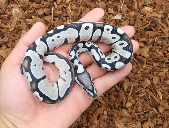 Vpi Axanthic Dg Ball Python by Bobs Balls