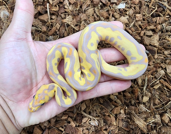 Leopard Yb Banana Clown Het Dg Ball Python by Bobs Balls