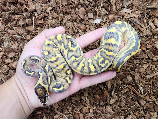 Leopard Super Gravel Ball Python by Bobs Balls
