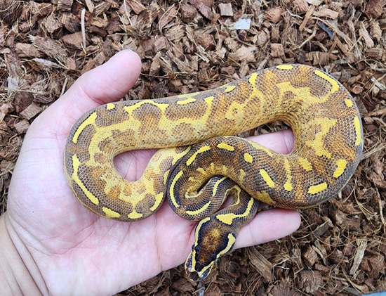 Cypress Enchi Freeway Ball Python by Bobs Balls