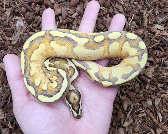 Enchi Asphalt Spark Ball Python by Bobs Balls