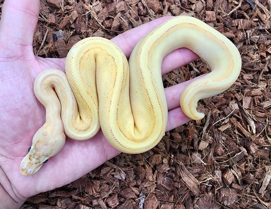 Cypress Enchi Pin Puma Ball Python by Bobs Balls