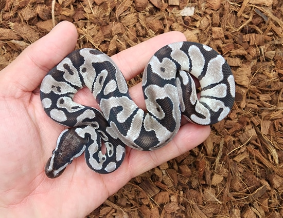 Vpi Axanthic Enchi Ball Python by Bobs Balls