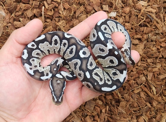 Vpi Axanthic Fire Ball Python by Bobs Balls