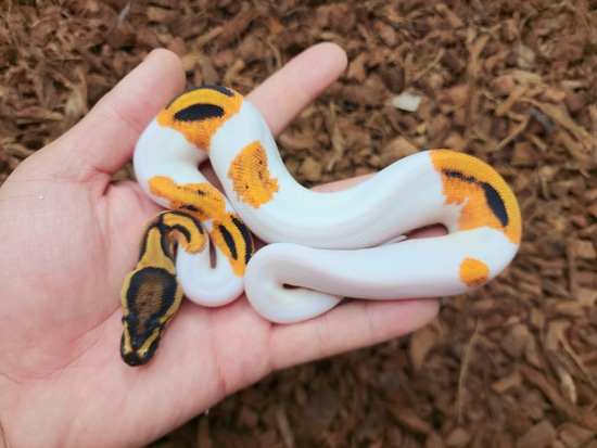 Od Yb Pied Ball Python by Bobs Balls