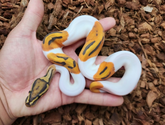 Od Hypo Pied Ball Python by Bobs Balls
