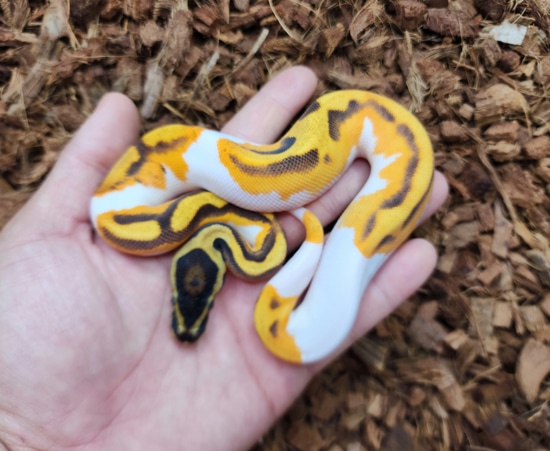 Od Enchi Yb Pied Ball Python by Bobs Balls
