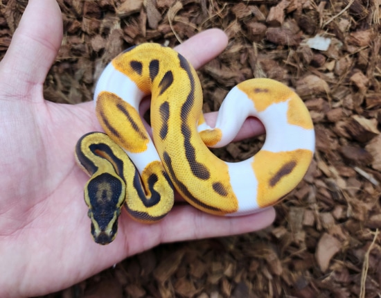 Od Enchi Pied Ball Python by Bobs Balls