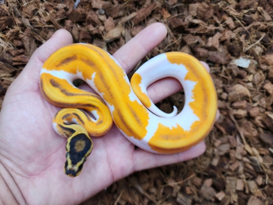 Super Od Enchi Yb Redstripe Pied Ball Python by Bobs Balls