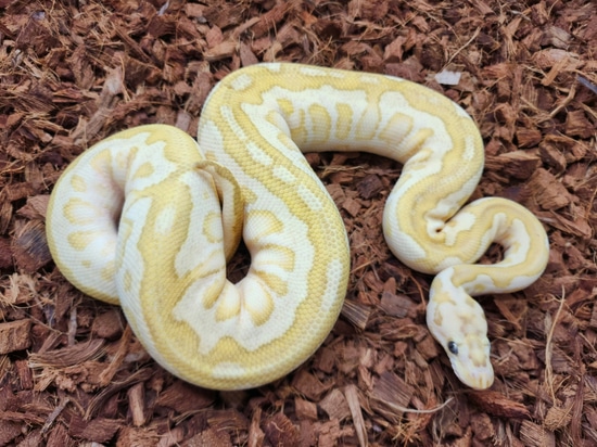Spotnose Leopard Lesser Clown Ball Python by Bobs Balls
