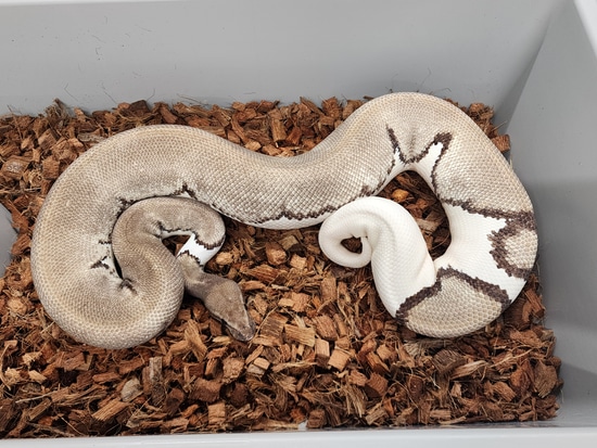 Mojave Pied Ball Python by Bobs Balls