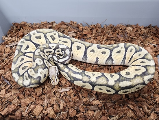 Pastel Hypo Het Sunset Ball Python by Bobs Balls