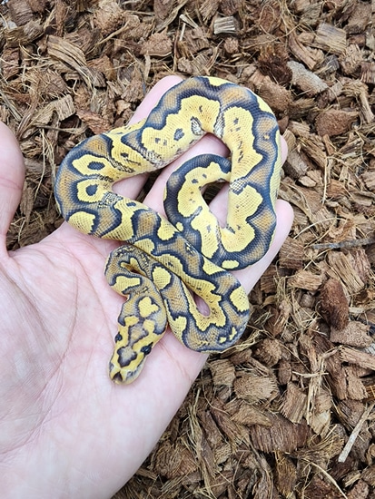 Fire Lace Clown Ball Python by Bobs Balls