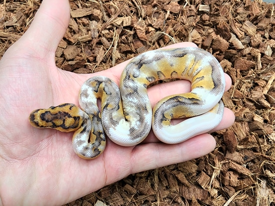 Lace Mocha Fire Clown Paradox Ball Python by Bobs Balls