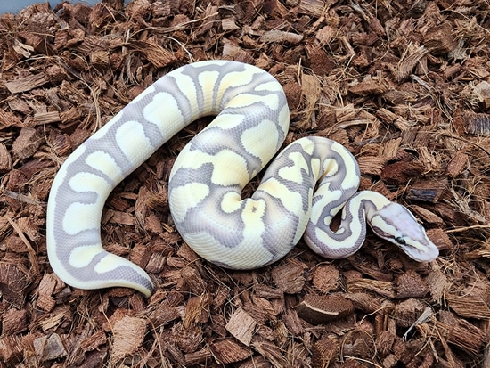 Pastel Enchi Vanilla Hypo Dg Ball Python by Bobs Balls